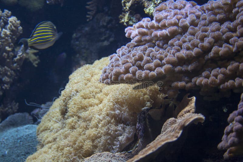 Coral Reef aquarium view stock photo. Image of colorful - 91585354