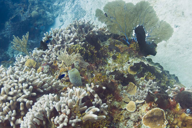 Atlantic coral reef stock photo. Image of scuba, seascape - 104532682