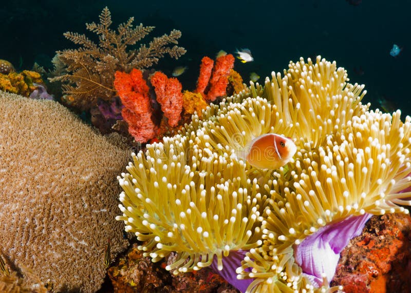 Reef life in Bali stock photo. Image of ocean, pacific - 61637942