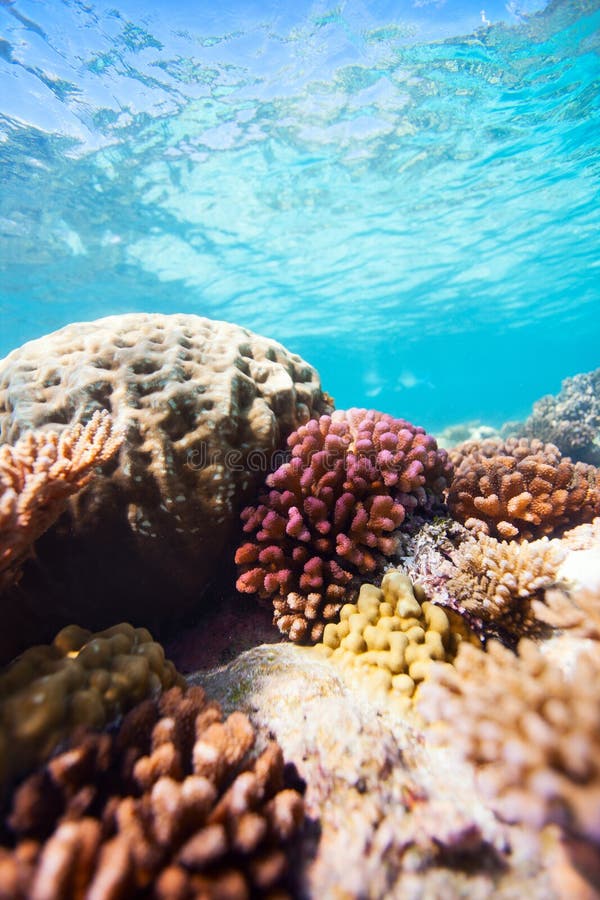 Coral reef stock photo. Image of undersea, clear, seashell - 34886742