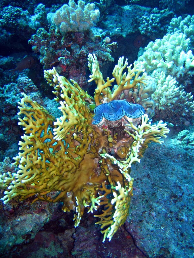 Coral reef stock photo. Image of black, salt, yellow - 35748058