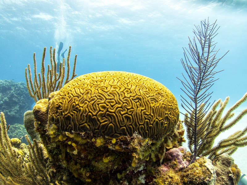 Coral Reef, Belize - Bunter Brain Corals Stockfoto - Bild von koralle ...