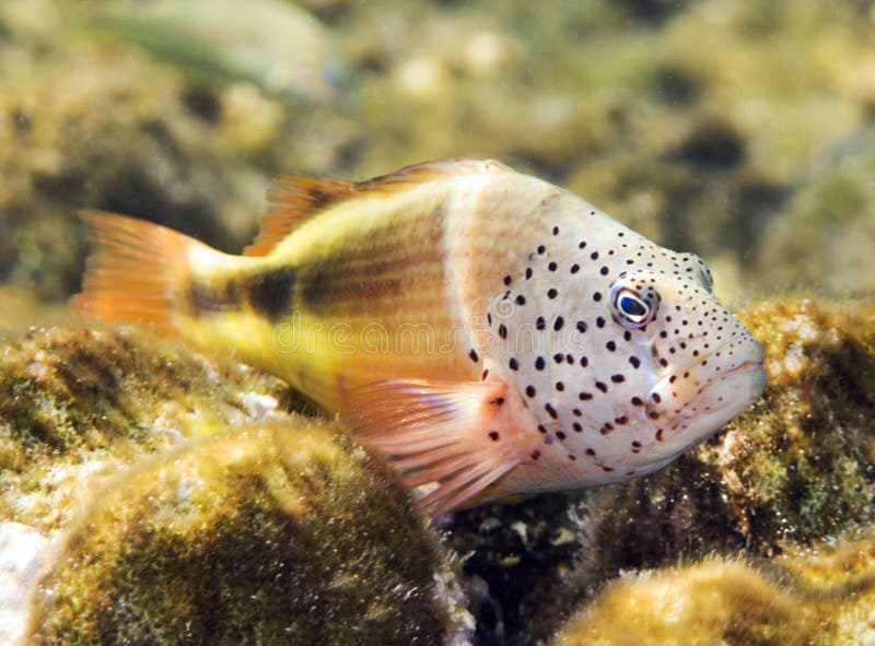 Blackside Hawkfish, Paracirrhites Forsteri, Undersea, Red Sea, Egypt ...