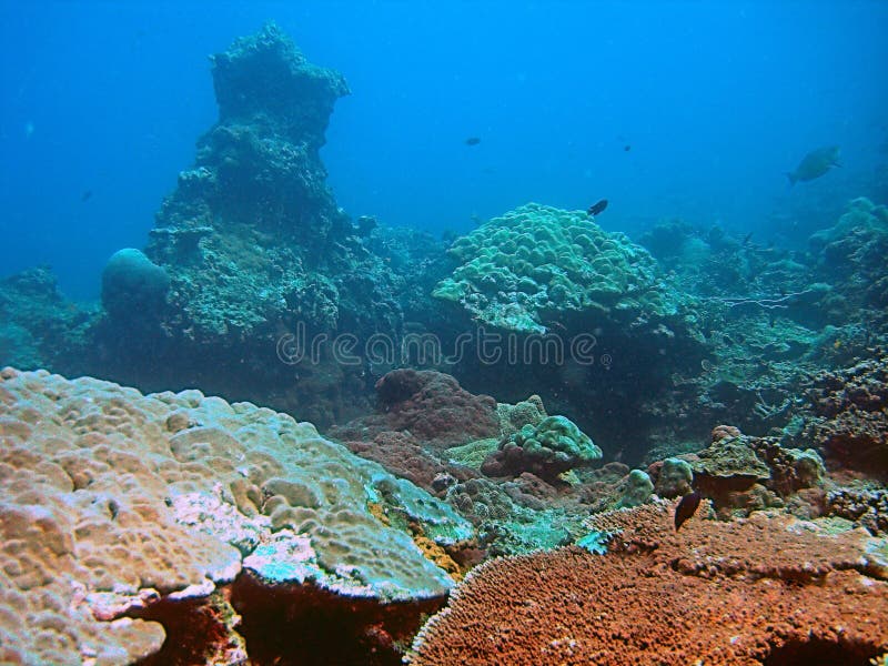 Coral reef in blue sea stock photo. Image of beauty, fish - 4063940