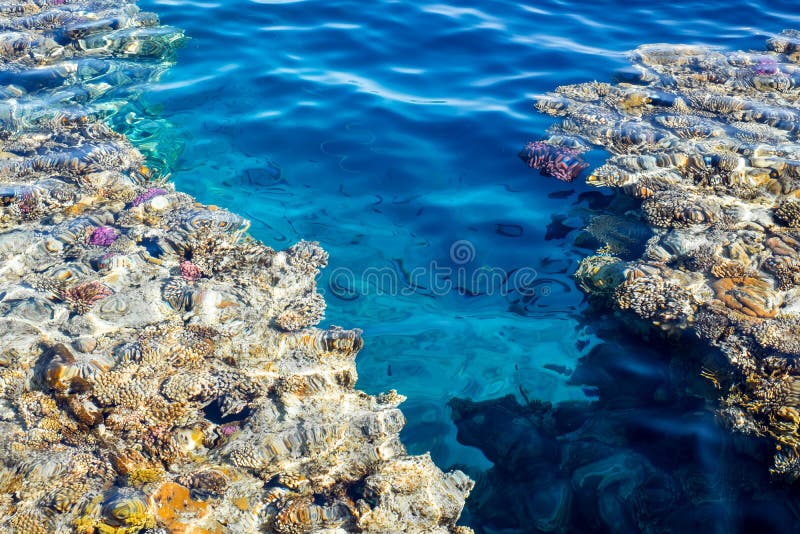 Coral Reef in Blue Water of Red Sea Stock Photo - Image of wave ...
