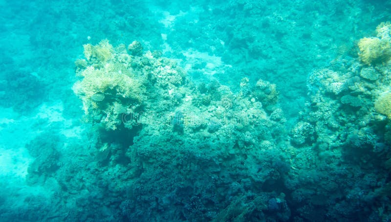 Coral Reef at the Bottom of the Red Sea. Stock Photo - Image of ...