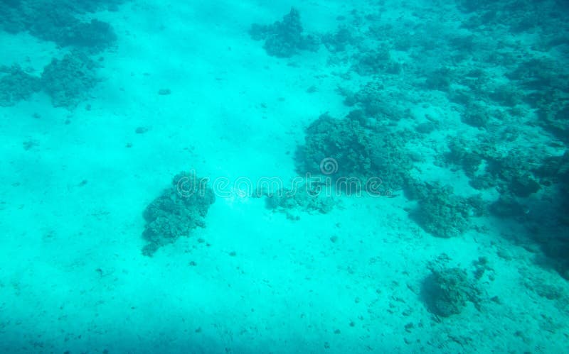 Coral Reef at the Bottom of the Red Sea. Stock Image - Image of animal ...
