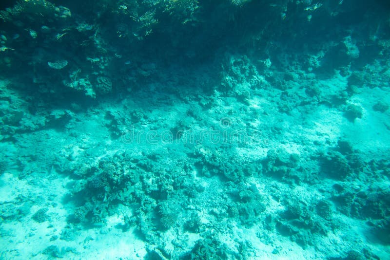 Coral Reef at the Bottom of the Red Sea. Stock Photo - Image of nature ...