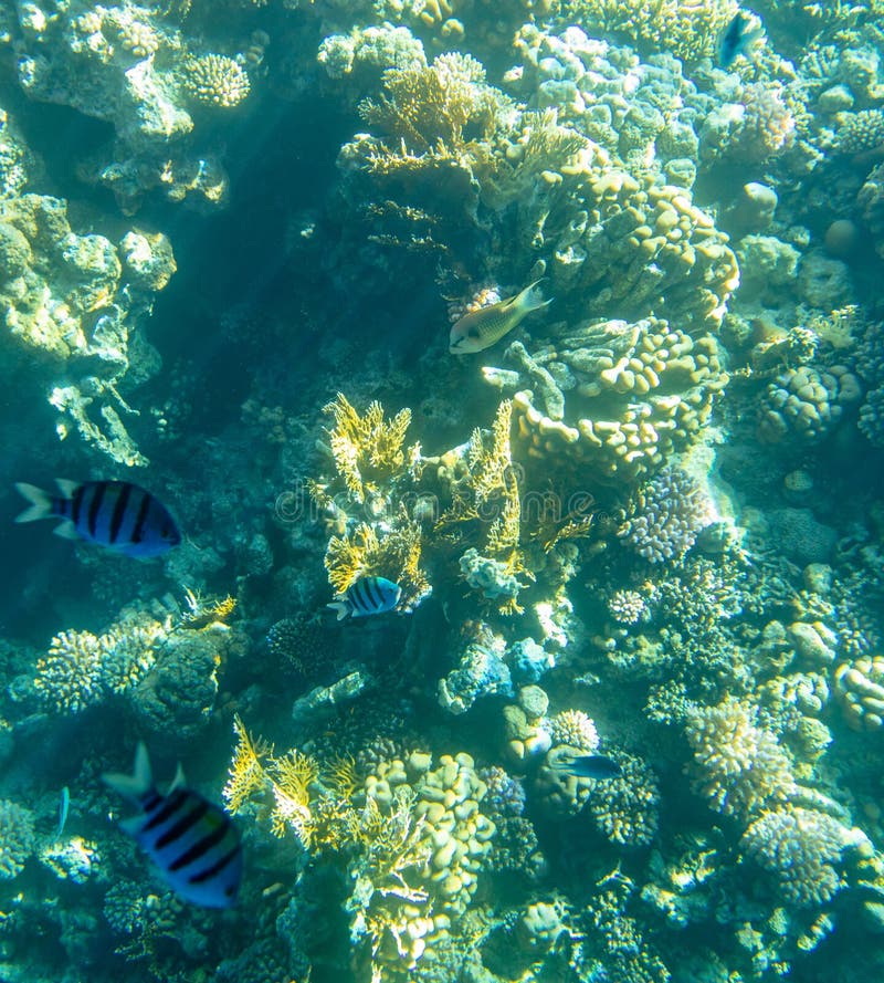 Coral Reef at the Bottom of the Red Sea. Stock Image - Image of deep ...