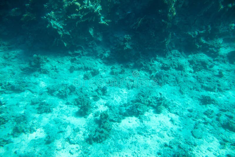 Coral Reef at the Bottom of the Red Sea. Stock Photo - Image of exotic ...