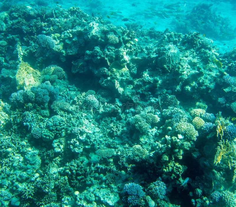Coral Reef at the Bottom of the Red Sea. Stock Image - Image of ...