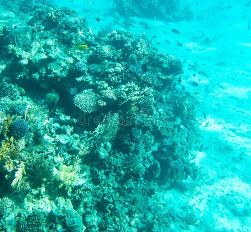 Coral Reef at the Bottom of the Red Sea. Stock Photo - Image of wild ...
