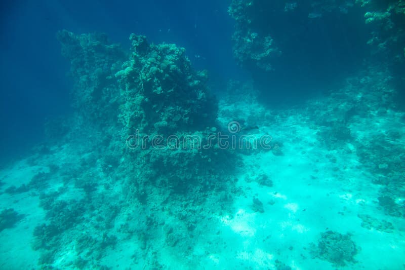 Coral Reef at the Bottom of the Red Sea. Stock Photo - Image of nature ...