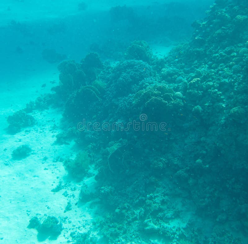 Coral Reef at the Bottom of the Red Sea. Stock Image - Image of ...