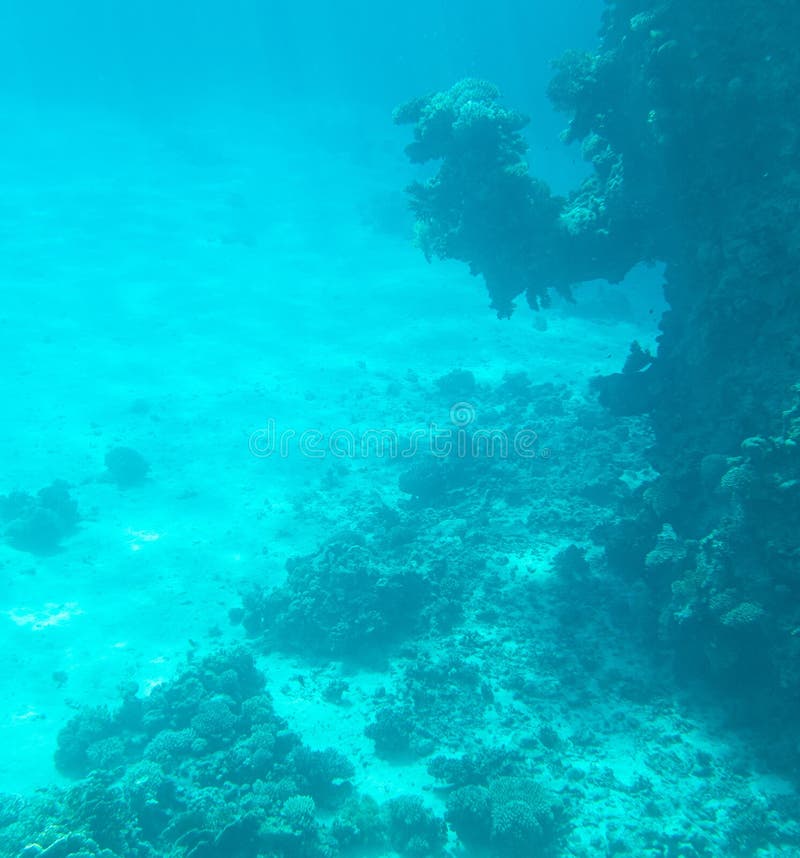 Coral Reef at the Bottom of the Red Sea. Stock Photo - Image of ...