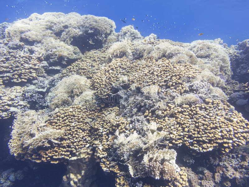 Coral Reef at the Bottom of Tropical Sea, Underwater Stock Photo ...