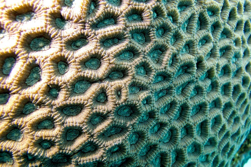 Coral Reef with Brain Coral - Closeup Stock Image - Image of diver ...