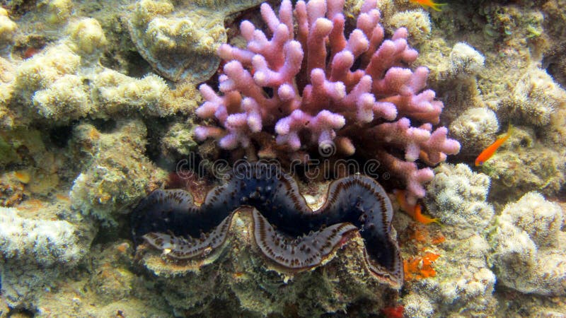 Coral reef and shell stock photo. Image of organism - 214035048