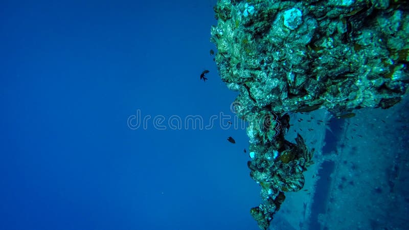 The Reef at Cow Wreck Bay, Cow Wreck Beach Resort Bar & Grill, Anegada ...