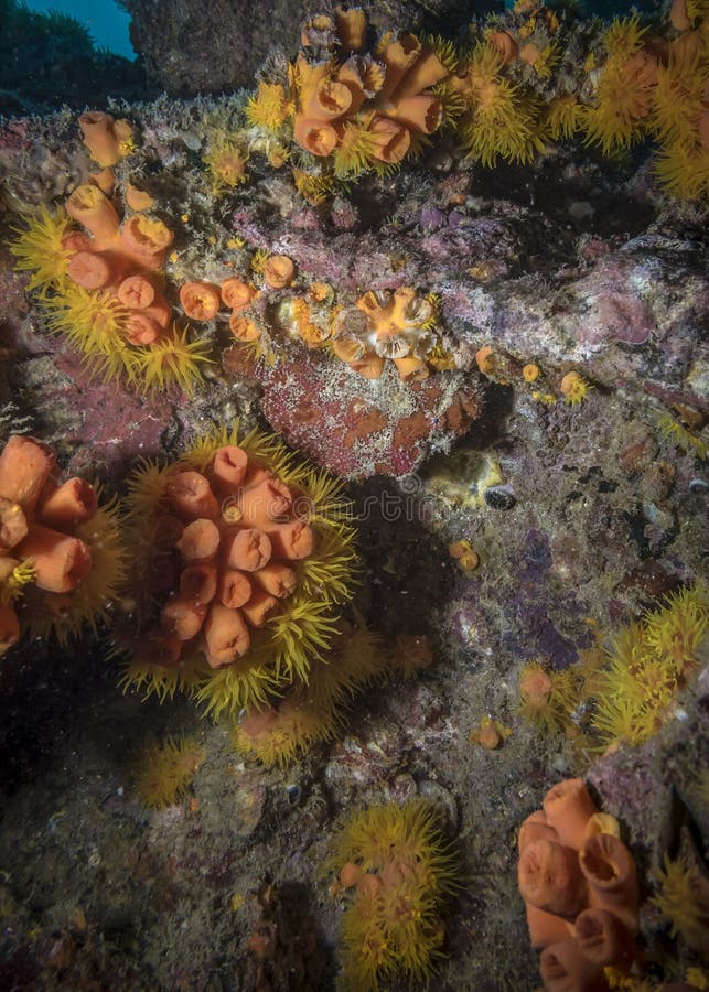 Coral Reef Colors at Night at the Bottom of the Indian Ocean Stock ...