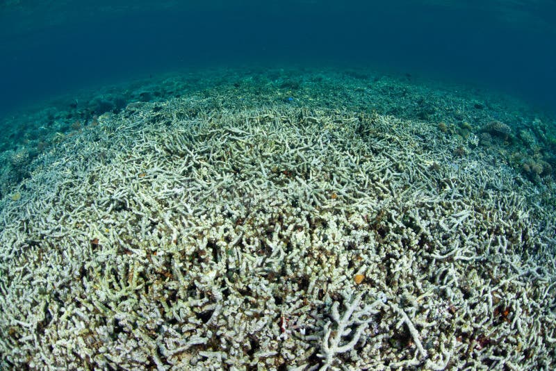 Destroyed Coral Reef in Indonesia Stock Image - Image of conservation ...