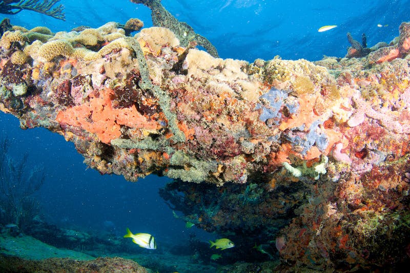 Coral Ledge Stock Photos - Download 195 Royalty Free Photos