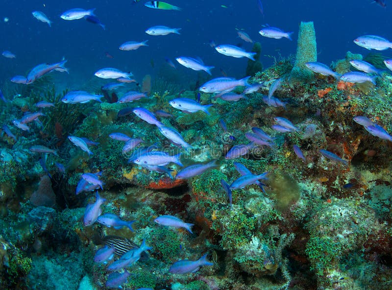 On a Coral Reef in the Atlantic Ocean Stock Image - Image of school ...