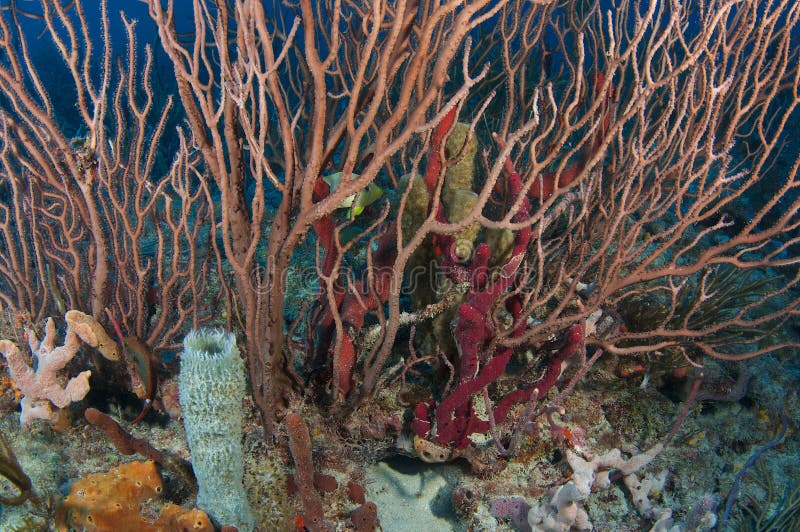 On a Coral Reef in the Atlantic Ocean Stock Image - Image of school ...