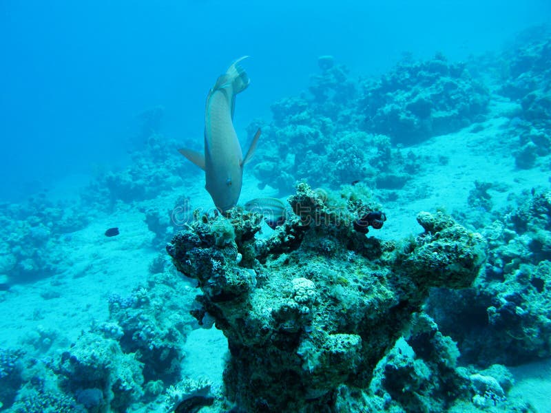 Coral Reef in Deep Water at the Bottom of Tropical Sea, Underwater ...