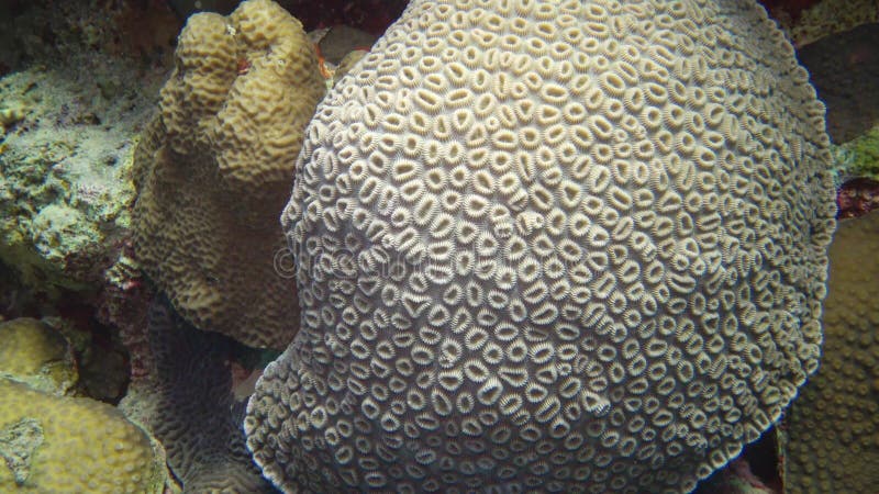 Coral Reef, Different Types of Coral and Tropical Fish. Nature of the ...