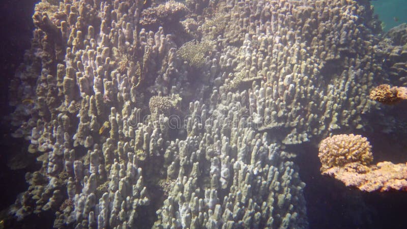 Coral Reef, Different Types of Coral and Tropical Fish. Nature of the ...