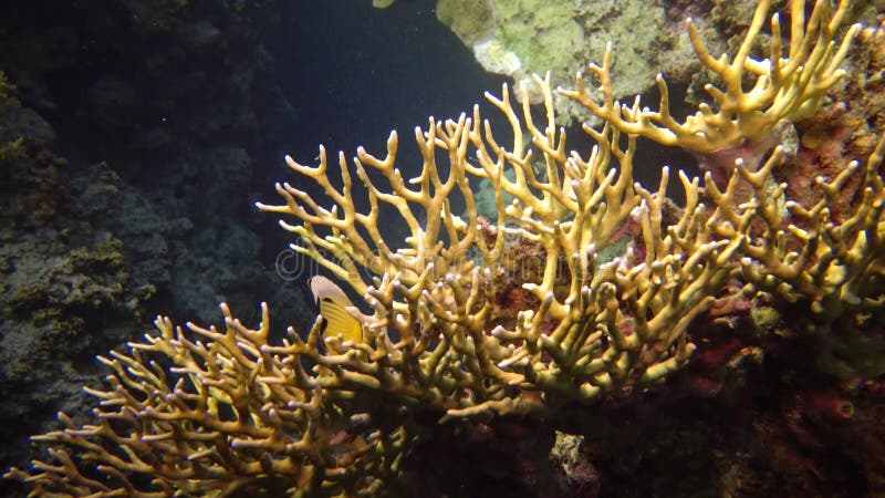 Coral Reef, Different Types of Coral and Tropical Fish. Nature of the ...