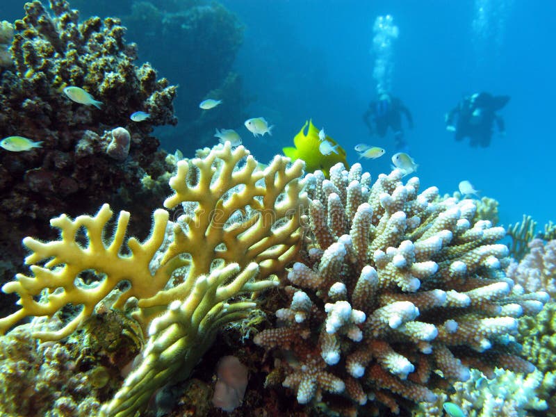 Coral Reef with Great Yellow Sea Sponge at the Bottom of Tropical Sea ...