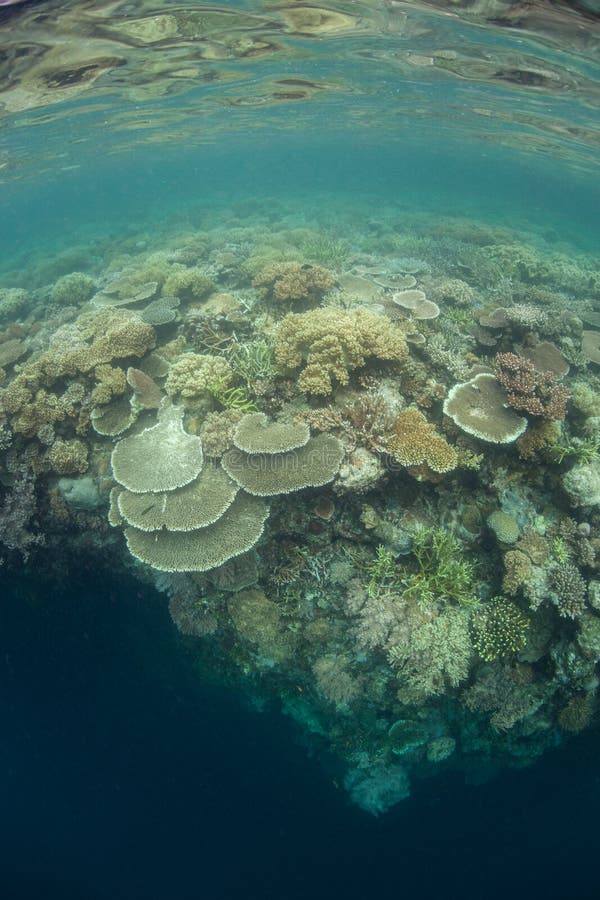 Reef Drop Off stock photo. Image of beautiful, lagoon - 55119148