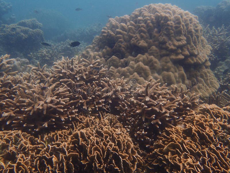 Coral Reef Ecosystem in the Blue Background Stock Photo - Image of dark ...