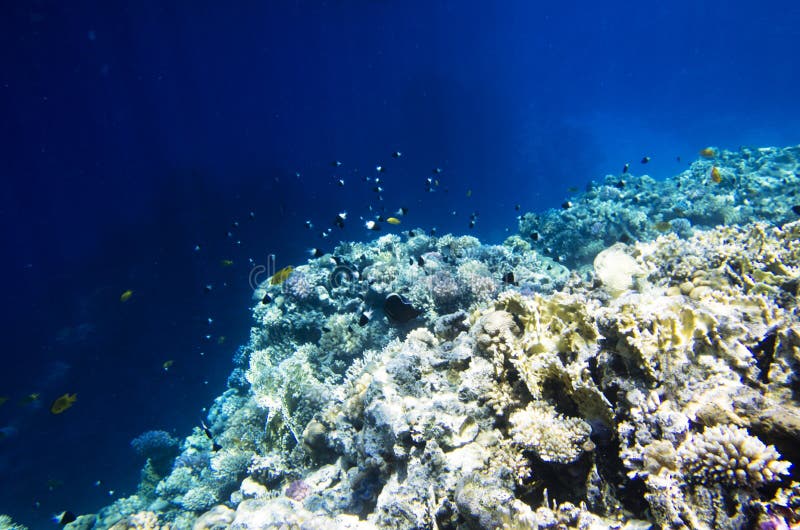 Coral reef at the edge stock photo. Image of fish, moving - 111270670