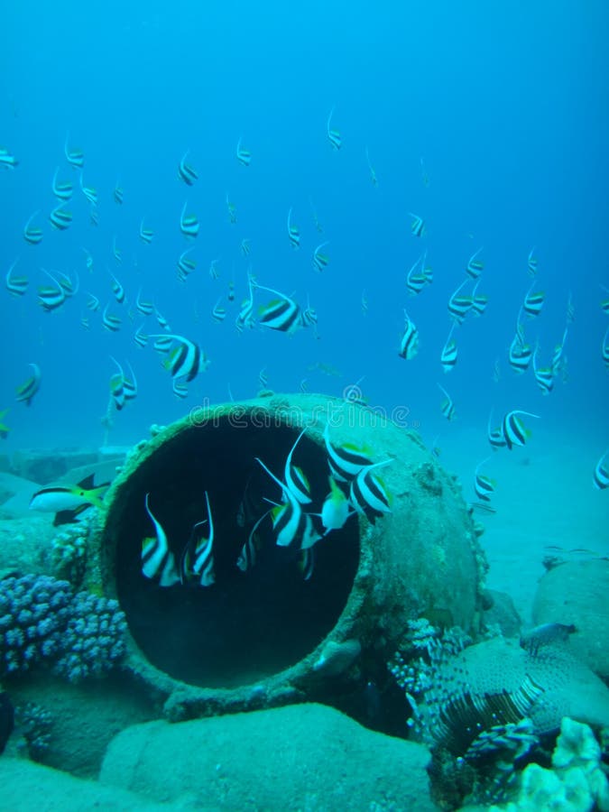 Coral reef in Egypt 1 stock image. Image of coral, depths - 38083419
