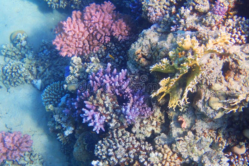 Coral reef in egypt stock image. Image of caribbean - 135676073