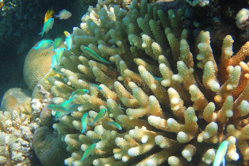 Coral reef in egypt stock photo. Image of ecosystem - 142685490