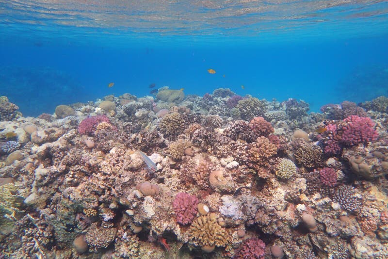 Coral reef in egypt stock image. Image of saltwater - 145650045