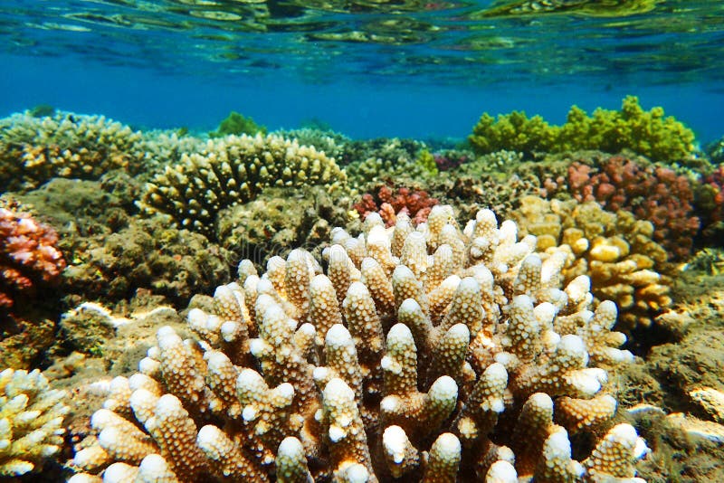 Coral reef in Egypt stock photo. Image of reef, scuba - 161854728