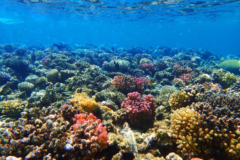 Coral reef in Egypt stock image. Image of life, aquarium - 171322521
