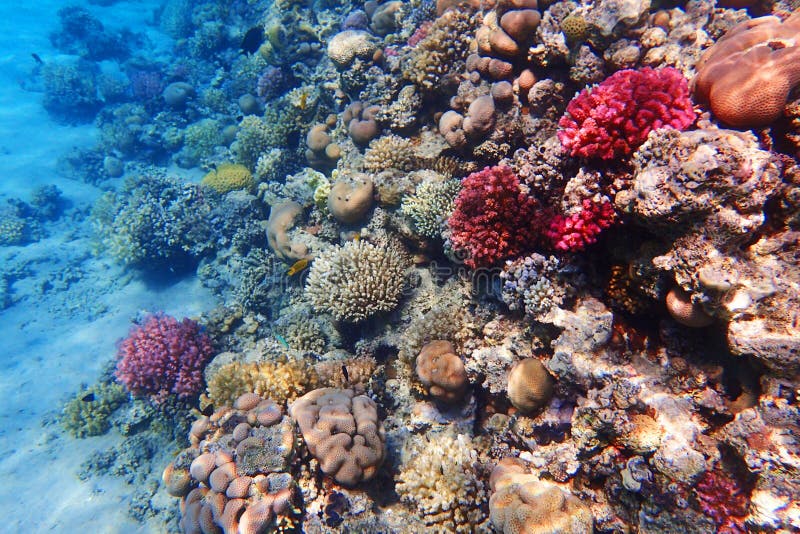 Coral reef in Egypt stock photo. Image of reefs, diver - 128227354