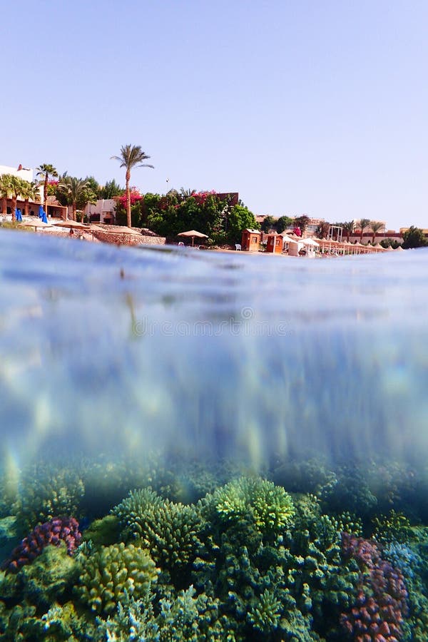 Coral reef in Egypt stock photo. Image of blue, marine - 128560902