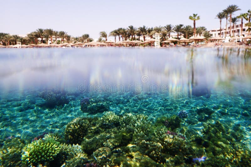 Coral reef in Egypt stock image. Image of life, diving - 128560963