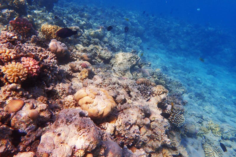 Coral reef in Egypt stock image. Image of fish, dive - 128811095