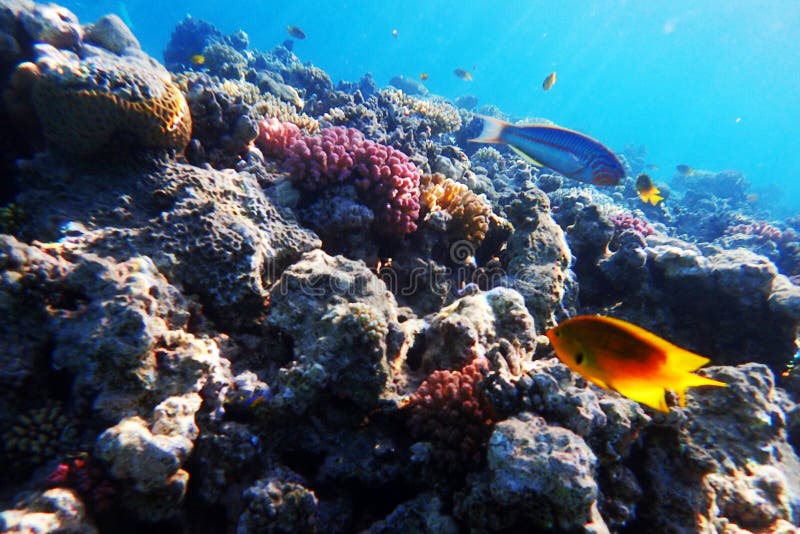 Coral reef in Egypt stock photo. Image of hurghada, coral - 128811184
