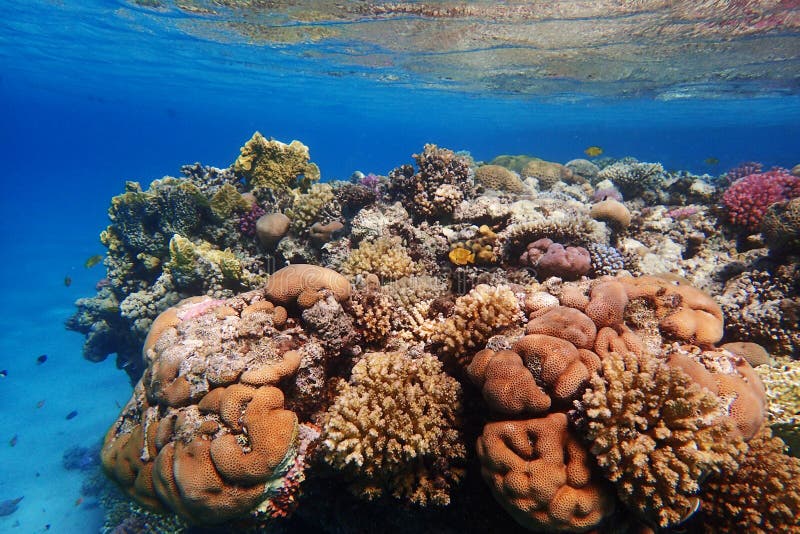Coral reef in Egypt stock image. Image of animal, aquatic - 128811857