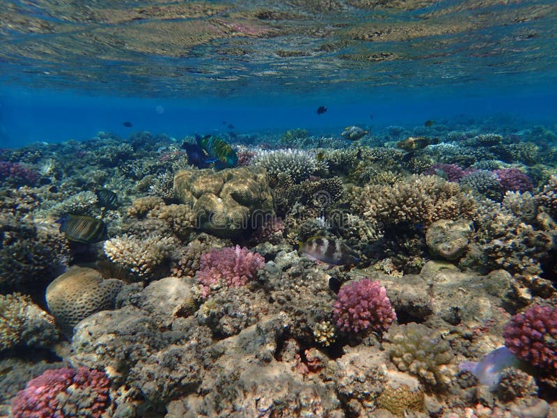 Coral Reef in Egypt, Makadi Bay Stock Photo - Image of landscape, scuba ...