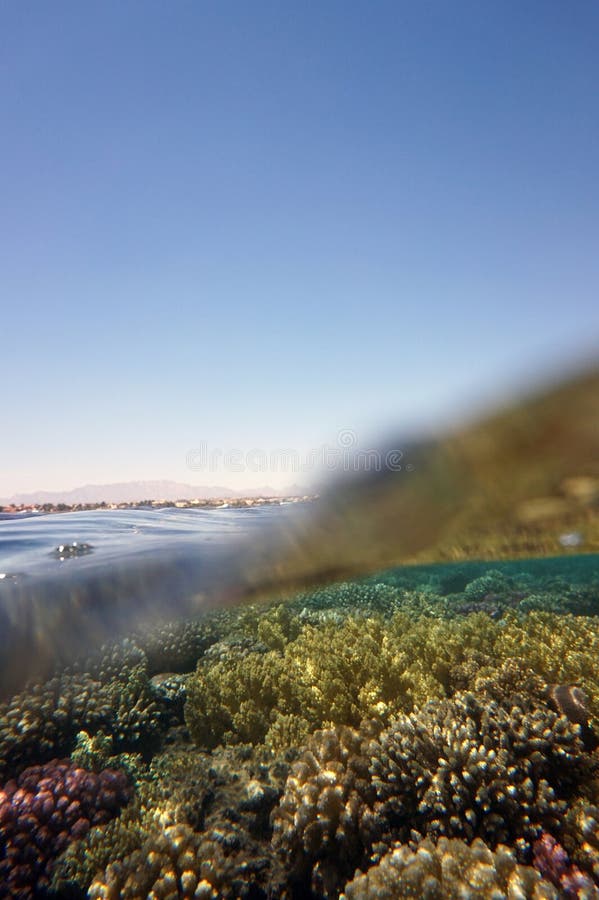 Coral Reef in Egypt, Makadi Bay Stock Photo - Image of coral, reef ...
